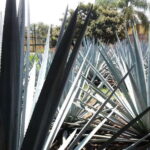 From Guadalajara: Visiting Hacienda Casa herradura. Unique! - Why This Tour Stands Out