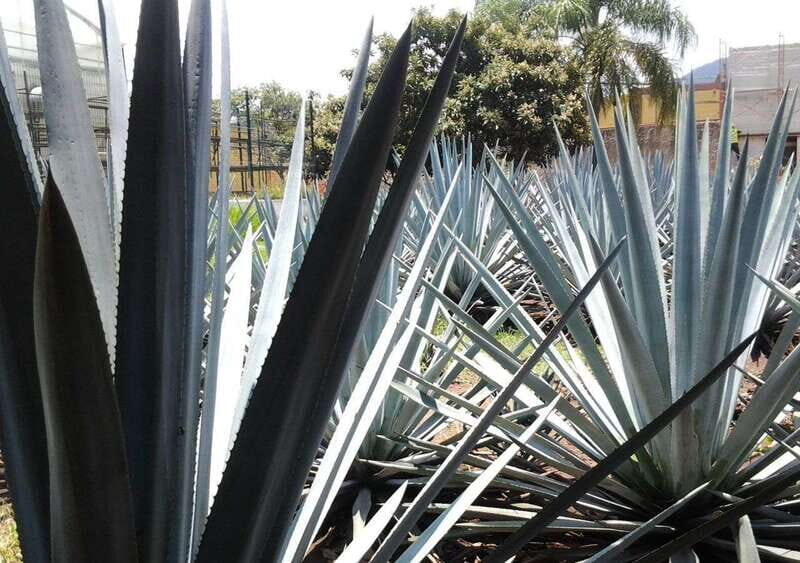 From Guadalajara: Visiting Hacienda Casa herradura. Unique! - Why This Tour Stands Out
