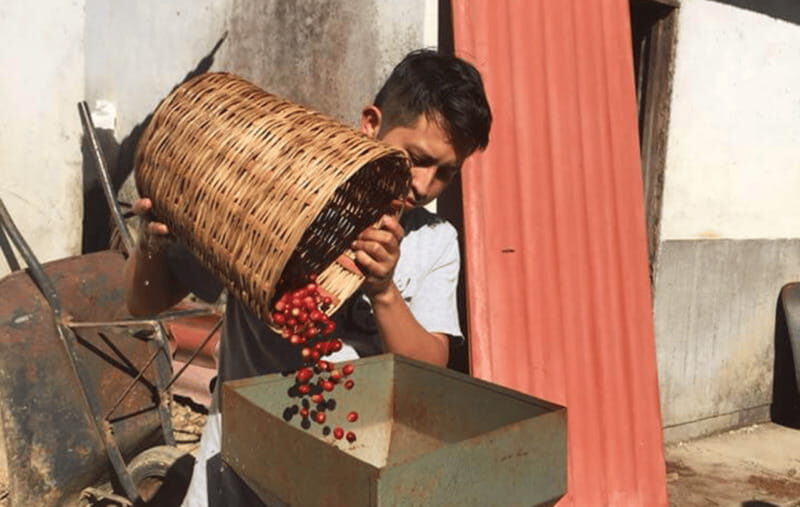 From Huatulco: Coffee and Mezcal Tour - What to Expect