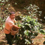 From Huatulco: Coffee Private Experience - What’s Included and What’s Not
