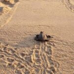 From Huatulco: Turtle Release & Bioluminescence - Practical Details: What You Need To Know
