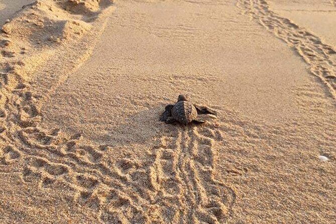 From Huatulco: Turtle Release & Bioluminescence - Practical Details: What You Need To Know