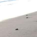 From Huatulco: Turtle Release & Bioluminescent Plankton - A Closer Look at the Tour Experience