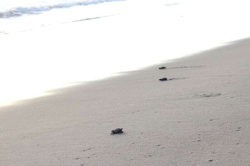 From Huatulco: Turtle Release & Bioluminescent Plankton - A Closer Look at the Tour Experience