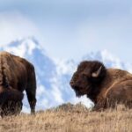 From Jackson: Grand Teton Sunset and Sightseeing Tour - Exploring the Itinerary and What You’ll Experience