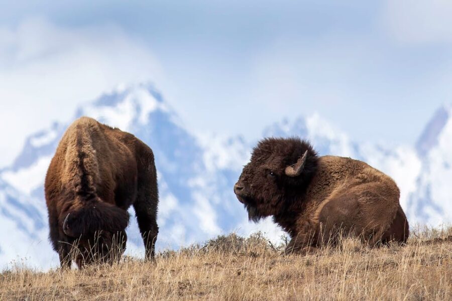 From Jackson: Grand Teton Sunset and Sightseeing Tour - Exploring the Itinerary and What You’ll Experience