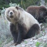 From Jackson: Yellowstone Day Tour Including Entrance Fee - Who Should Consider This Tour?