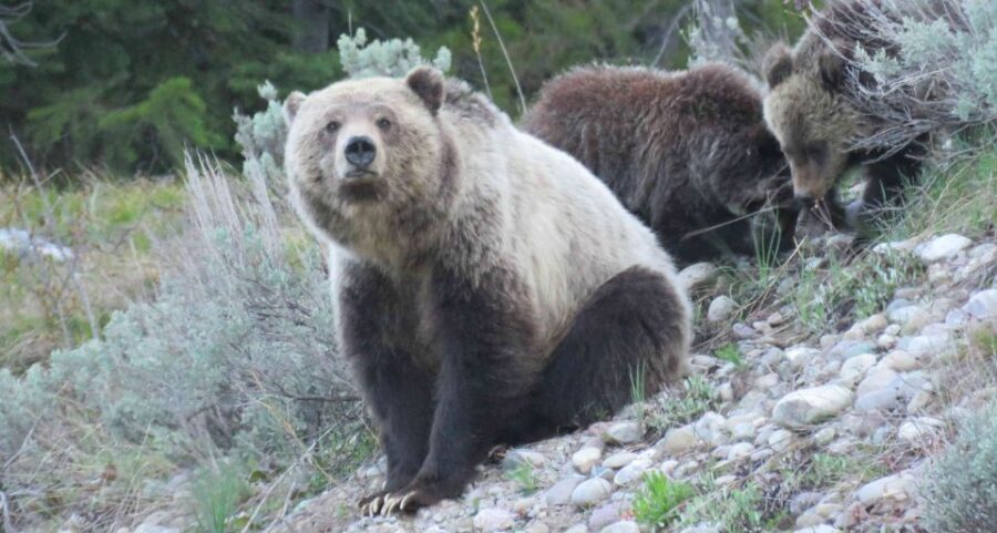 From Jackson: Yellowstone Day Tour Including Entrance Fee - Who Should Consider This Tour?
