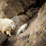 From Jasper: Jasper National Park Wildlife Discovery Tour - The Itinerary: What You Can Expect