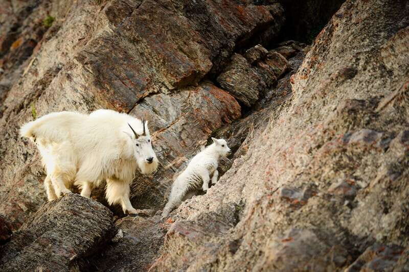 From Jasper: Jasper National Park Wildlife Discovery Tour - The Itinerary: What You Can Expect