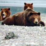 From Juneau: Pack Creek Bear Viewing Adventure - What Makes the Floatplane Ride Special?