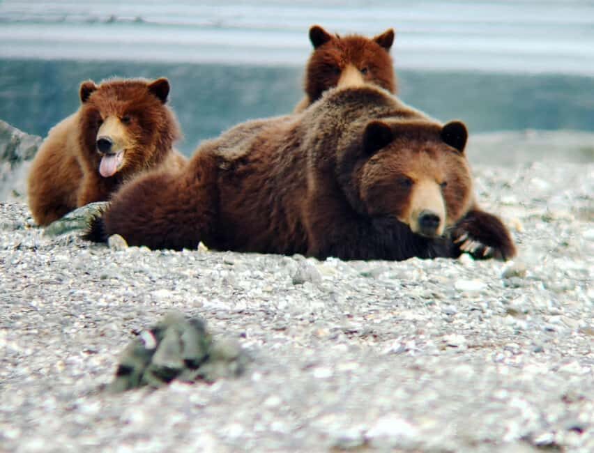 From Juneau: Pack Creek Bear Viewing Adventure - What Makes the Floatplane Ride Special?