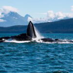 From Juneau: Whale Watching Cruise with Snacks - Who Will Love This Tour?