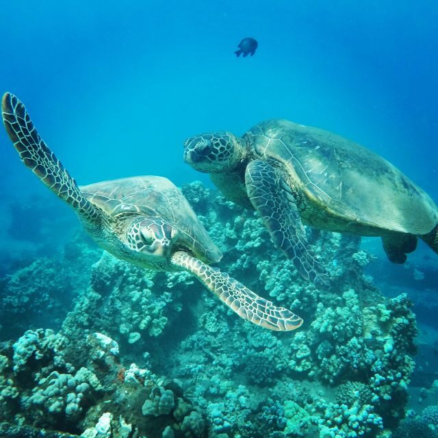 From Kaanapali: Afternoon West Maui Snorkeling w/ Drinks - Final Thoughts: Who Should Book?