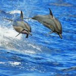 From Kona: Honokohau Sunset Boat Trip with Drinks and Snacks - Why This Cruise Offers Real Value