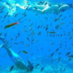 From La Paz: Espiritu Santo Island Adventure - What Makes this Tour Stand Out?