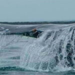 From La Paz: Puerto Chale Gray Whale Watching Tour - Logistics, Comfort, and Value