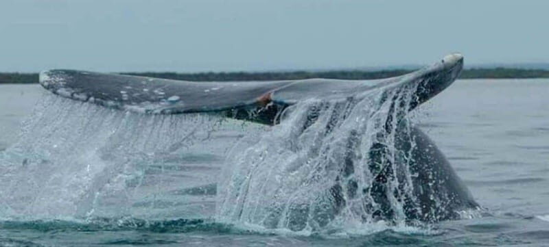 From La Paz: Puerto Chale Gray Whale Watching Tour - Logistics, Comfort, and Value