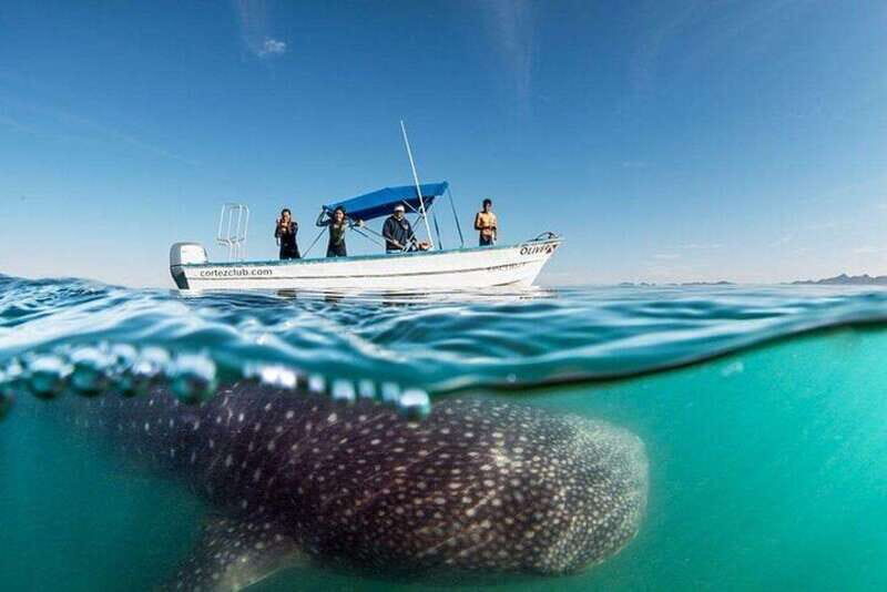 From La Paz: Whale Sharks, Sea Lions & Balandra Beach Combo - Why This Tour Delivers Great Value