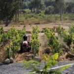 From La Playa: Vineyard Tour w/ Tasting & Todos Santos Stop - What Makes This Tour Stand Out?