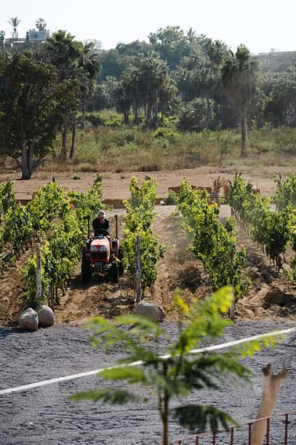 From La Playa: Vineyard Tour w/ Tasting & Todos Santos Stop - What Makes This Tour Stand Out?