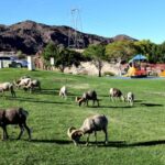 From Las Vegas: VIP Small-Group Hoover Dam Excursion - Itinerary Breakdown