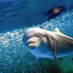 From Ma'alaea: AM Turtle Town Snorkel Aboard Quicksilver - Analyzing the Value: Is It Worth It?