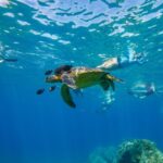 From Maalaea: Turtle Town 3-Hour Snorkel and Sail Adventure - The Itinerary and Marine Encounters