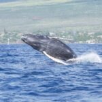 From Maalaea: Whale Watching Catamaran Cruise with Drinks - Why This Tour Is Worth It
