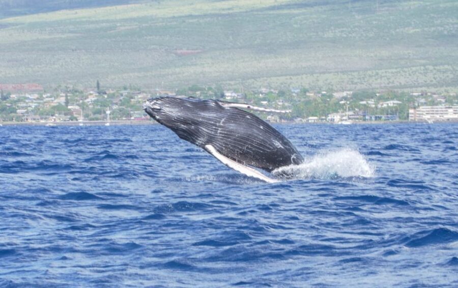 From Maalaea: Whale Watching Catamaran Cruise with Drinks - Why This Tour Is Worth It