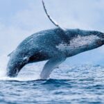 From Maalaea: Whale Watching Tour Aboard the Quicksilver - What Travelers Love About This Tour