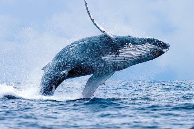 From Maalaea: Whale Watching Tour Aboard the Quicksilver - What Travelers Love About This Tour