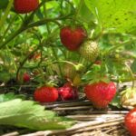 From Mattituck: North Fork Area Bike Tour with Food Tasting - Why This Tour Offers Great Value
