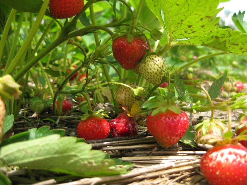 From Mattituck: North Fork Area Bike Tour with Food Tasting - Why This Tour Offers Great Value