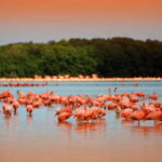 From Mérida: Ria Celestun Biosphere Reserve Tour - The Sum Up