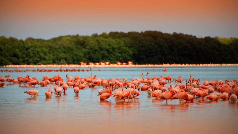 From Mérida: Ria Celestun Biosphere Reserve Tour - The Sum Up