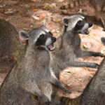 From Merida: Transfer to Celestun and Sisal - Transportation and Inclusions: What’s Practical?