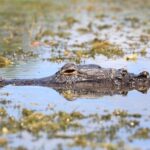 From Miami: Everglades Tour w/ Wet Walk, Boat Trips, & Lunch - The Practicalities: What to Expect and Bring