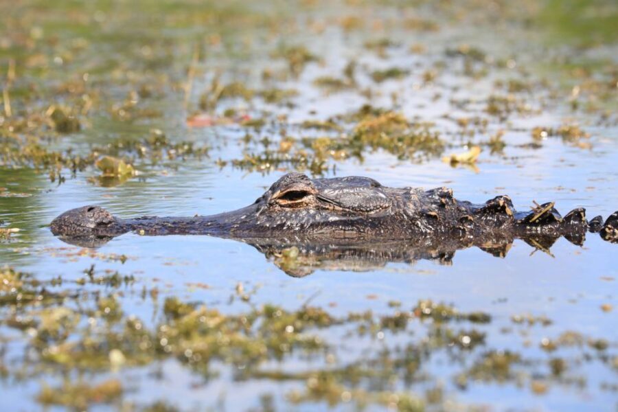 From Miami: Everglades Tour w/ Wet Walk, Boat Trips, & Lunch - The Practicalities: What to Expect and Bring