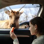 From Montreal: Omega Park Wildlife Safari Calling Sounds - An In-Depth Look at the Omega Park Safari from Montreal