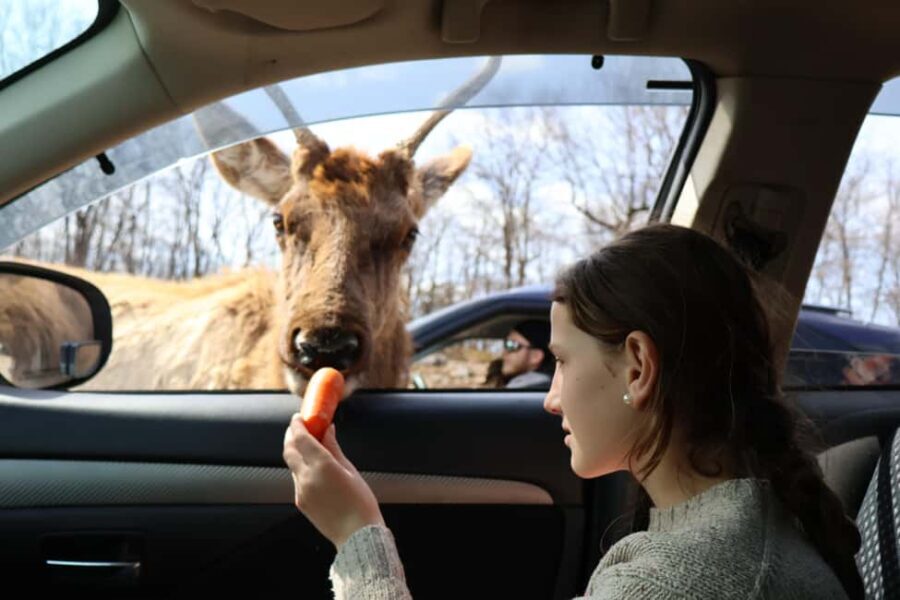 From Montreal: Omega Park Wildlife Safari Calling Sounds - An In-Depth Look at the Omega Park Safari from Montreal