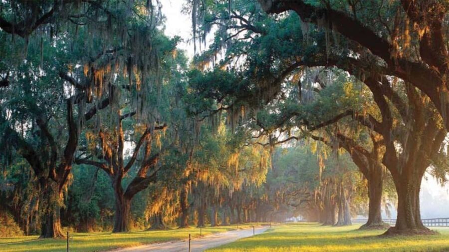 From Myrtle Beach: Charleston Day Trip, Boone Hall & Cruise - What to Expect on the Day