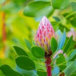From Oahu: Best of Maui/Haleakala - Sips, Sites & Bites - Exploring Haleakala National Park: The Volcano’s Summit