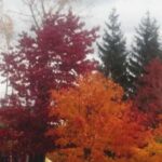 From Ottawa: Gatineau Park Fall Colors Guided Trip - An Authentic Look at Gatineau Park’s Fall Colors