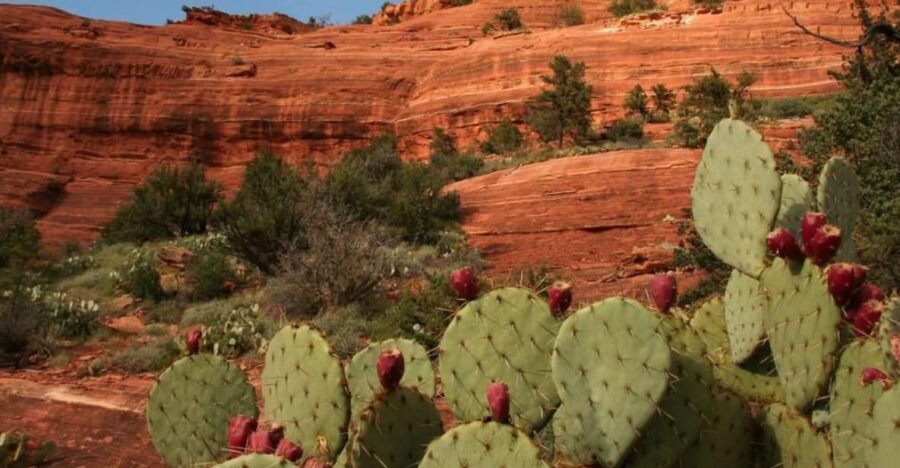From Phoenix: Full-Day Sedona Small-Group Tour - The Value of the Experience
