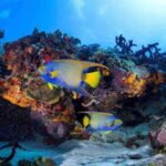 From Playa del Carmen: Cozumel Diving Adventure - Exploring the Details of the Cozumel Diving Adventure