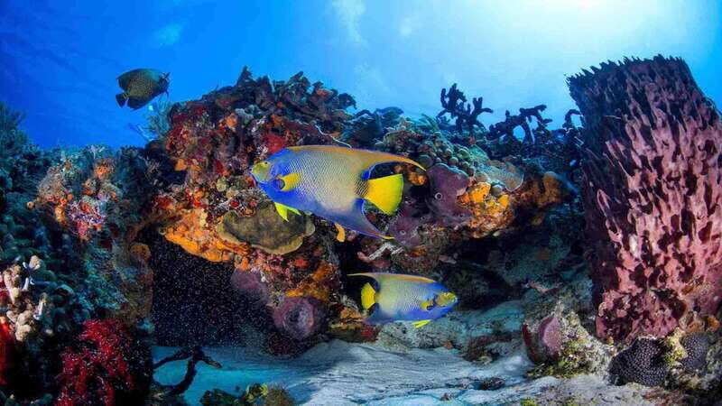 From Playa del Carmen: Cozumel Diving Adventure - Exploring the Details of the Cozumel Diving Adventure