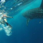 From Playa del Carmen: Whale Shark Tour - What Real Travelers Say