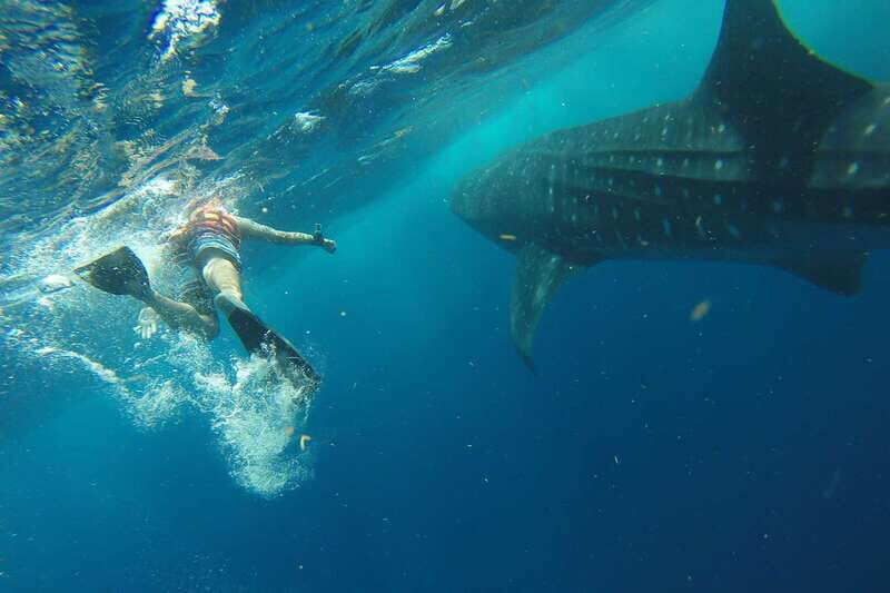 From Playa del Carmen: Whale Shark Tour - What Real Travelers Say