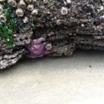From Portland: Oregon Coast Day Trip Cannon Beach Area - What to Expect on the Tour
